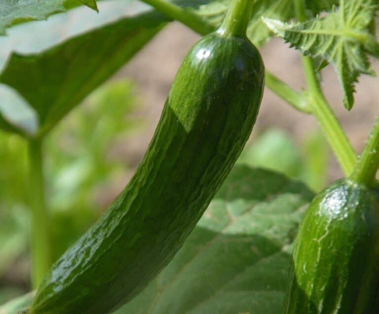 Gurken kaufen in deiner Nähe | hofladen-finden.de